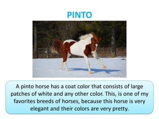 Pp horses | PPTX