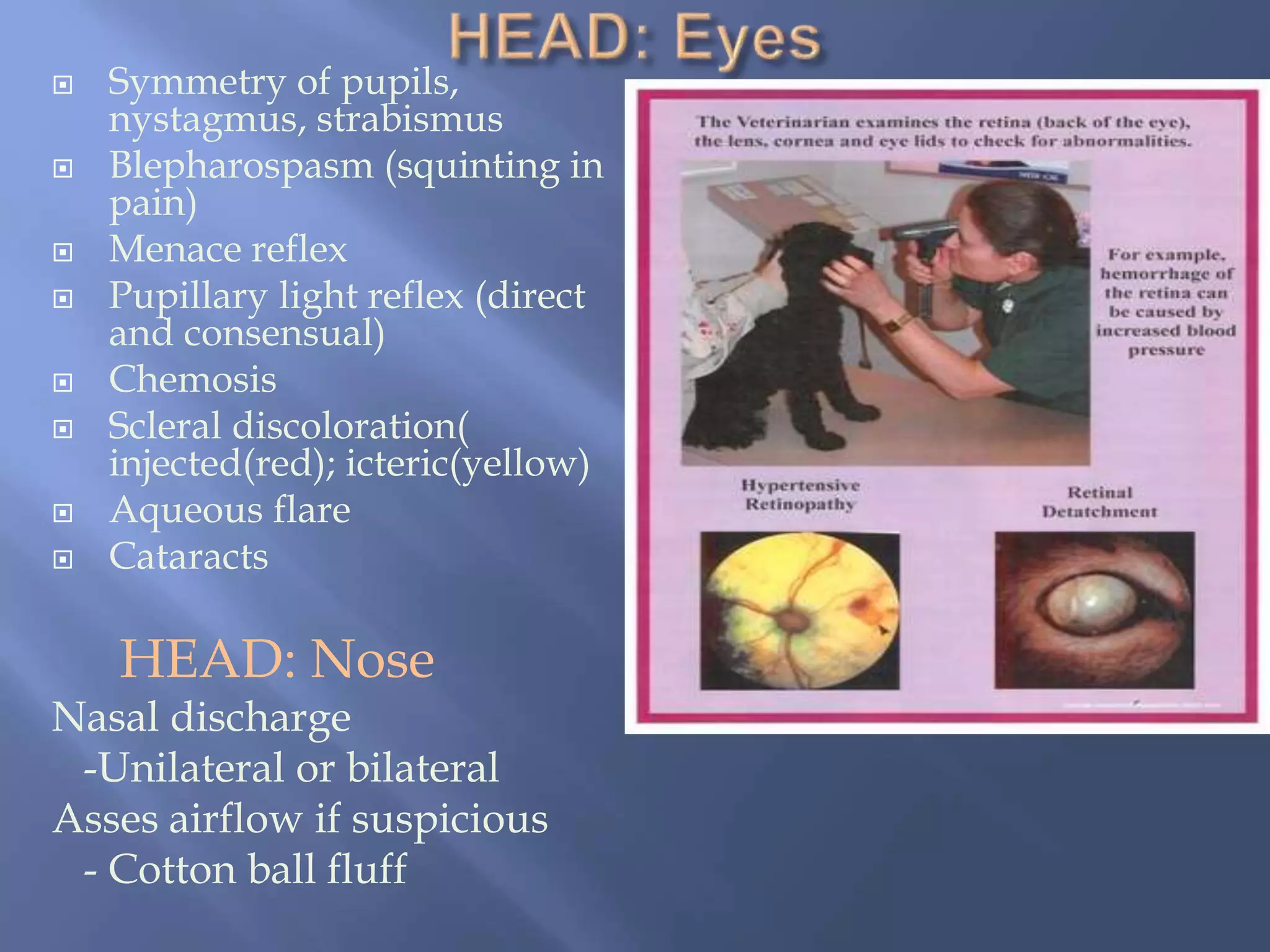 Physical examination of the dogs | PPTX