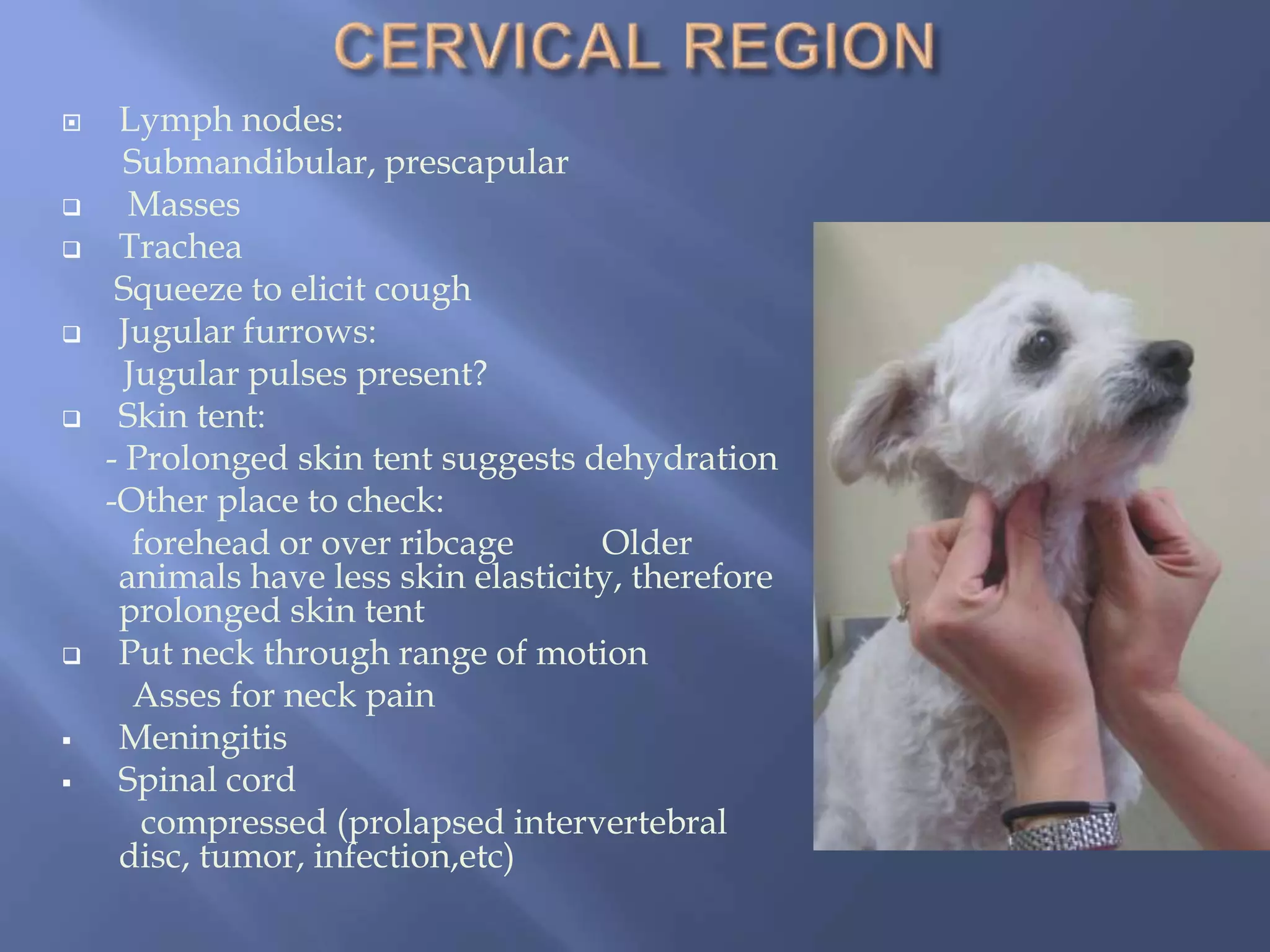 Physical examination of the dogs | PPTX