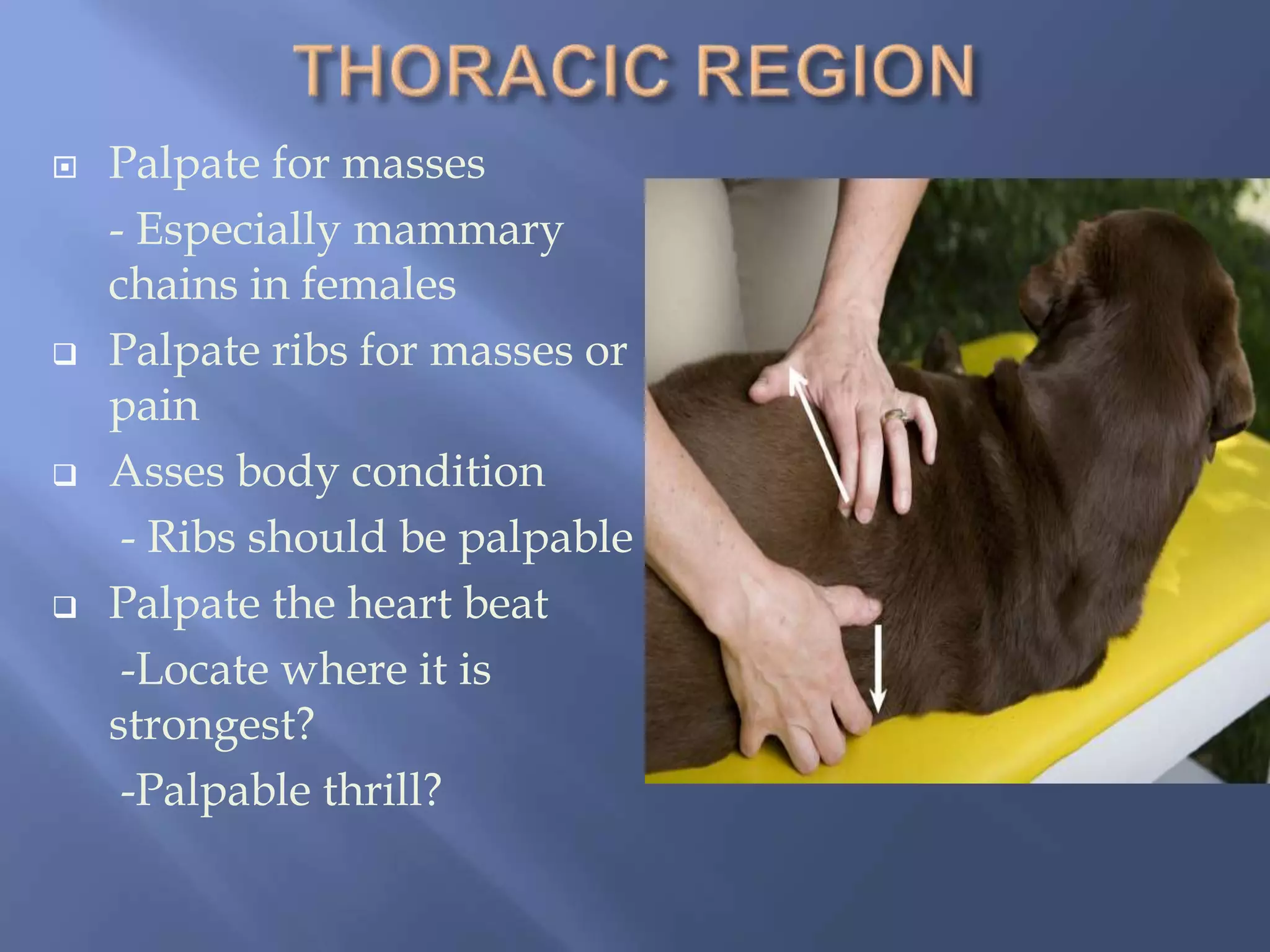 Physical examination of the dogs | PPTX