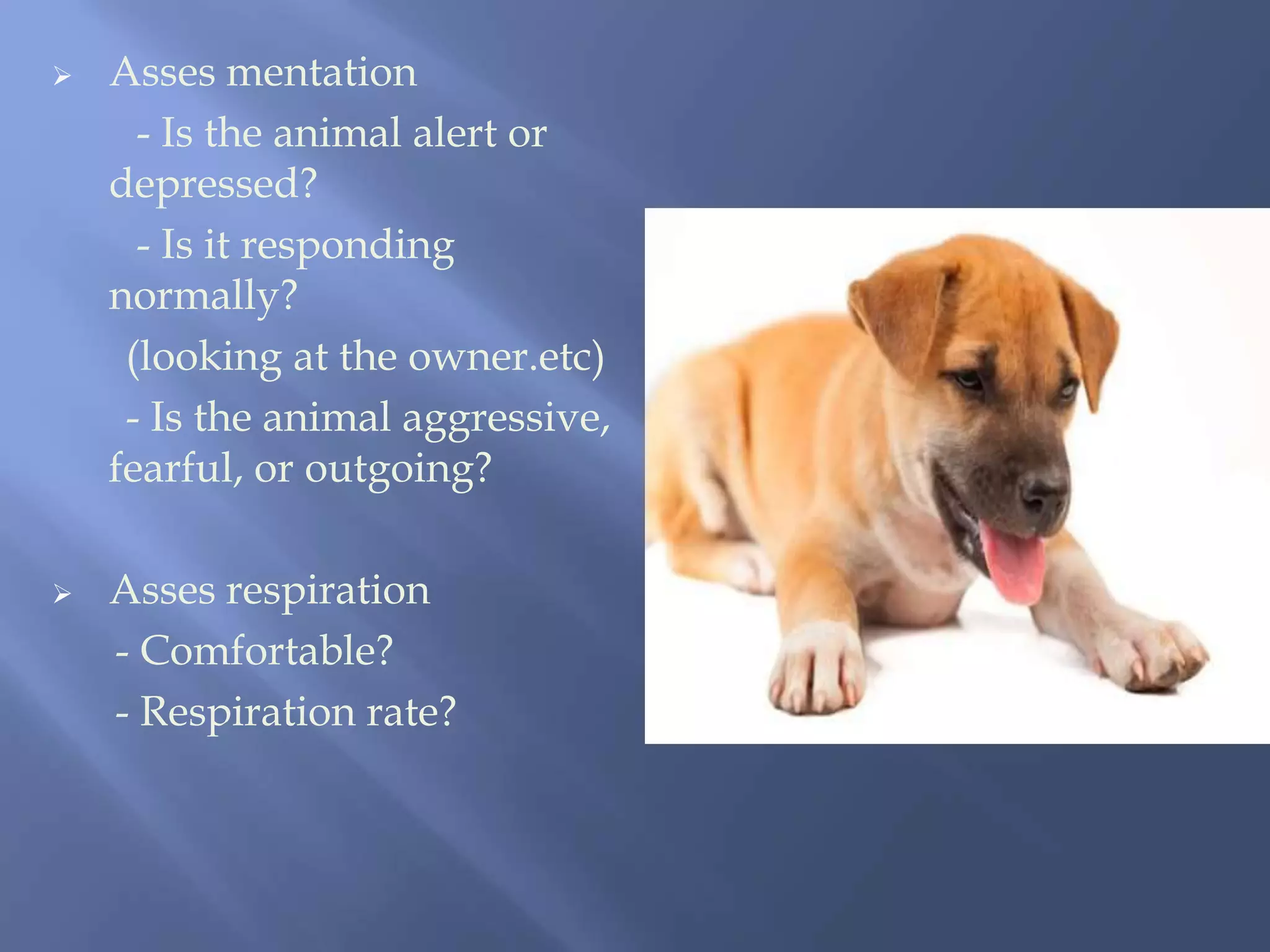 Physical examination of the dogs | PPTX