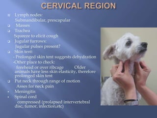 Physical examination of the dogs | PPTX