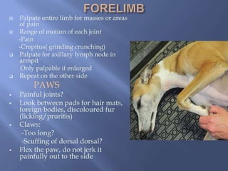 Physical examination of the dogs | PPTX