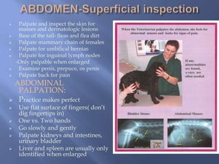 Physical examination of the dogs | PPTX