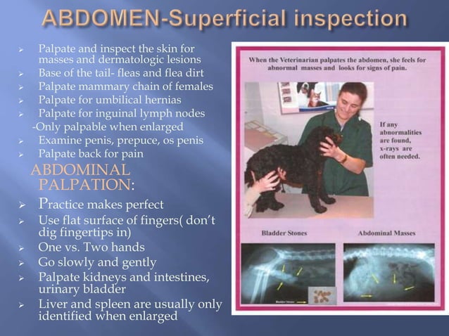 Physical examination of the dogs | PPTX