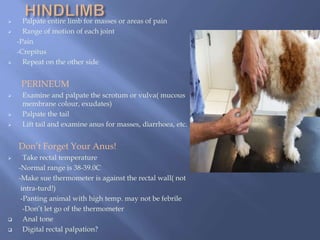 Physical examination of the dogs | PPTX