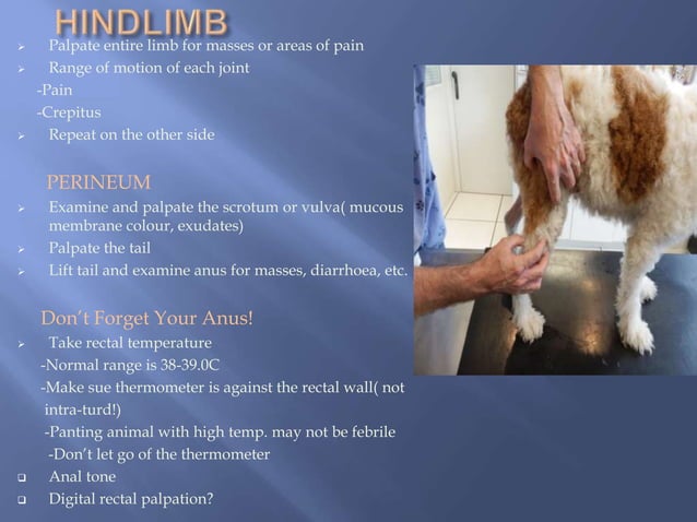 Physical examination of the dogs | PPTX