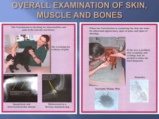 Physical examination of the dogs | PPTX