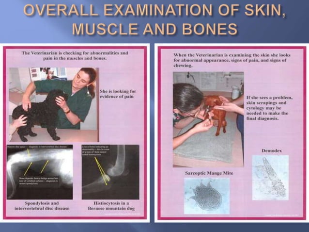 Physical examination of the dogs | PPTX