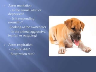 Physical examination of the dogs | PPTX