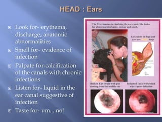 Physical examination of the dogs | PPTX