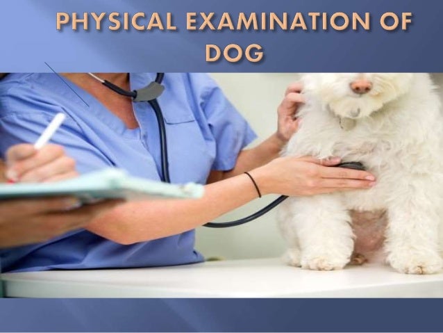 Physical examination of the dogs
