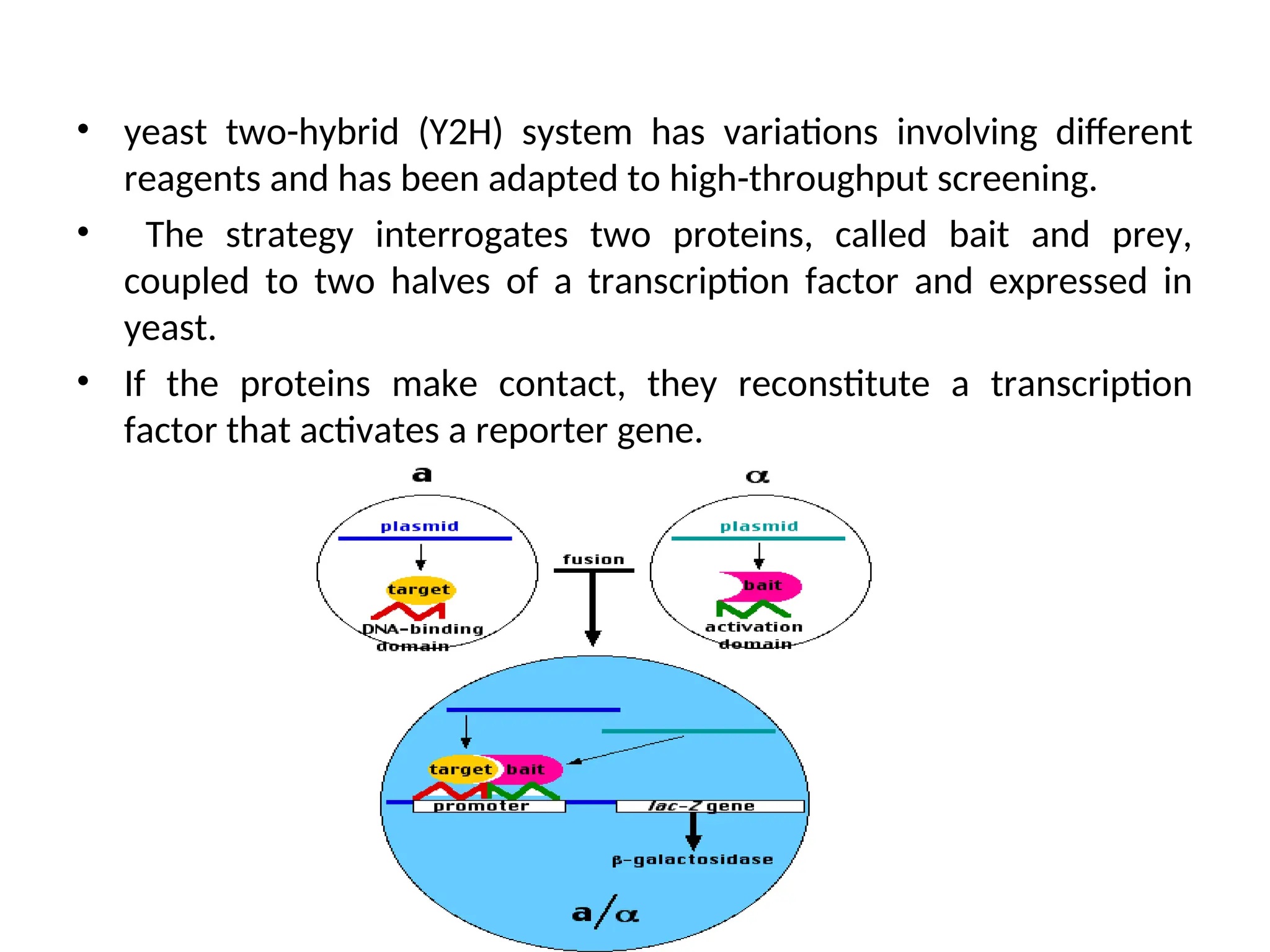 Protein protein interaction system essential | PPT