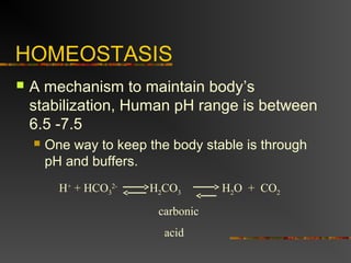 P p info on p h #3 | PPT