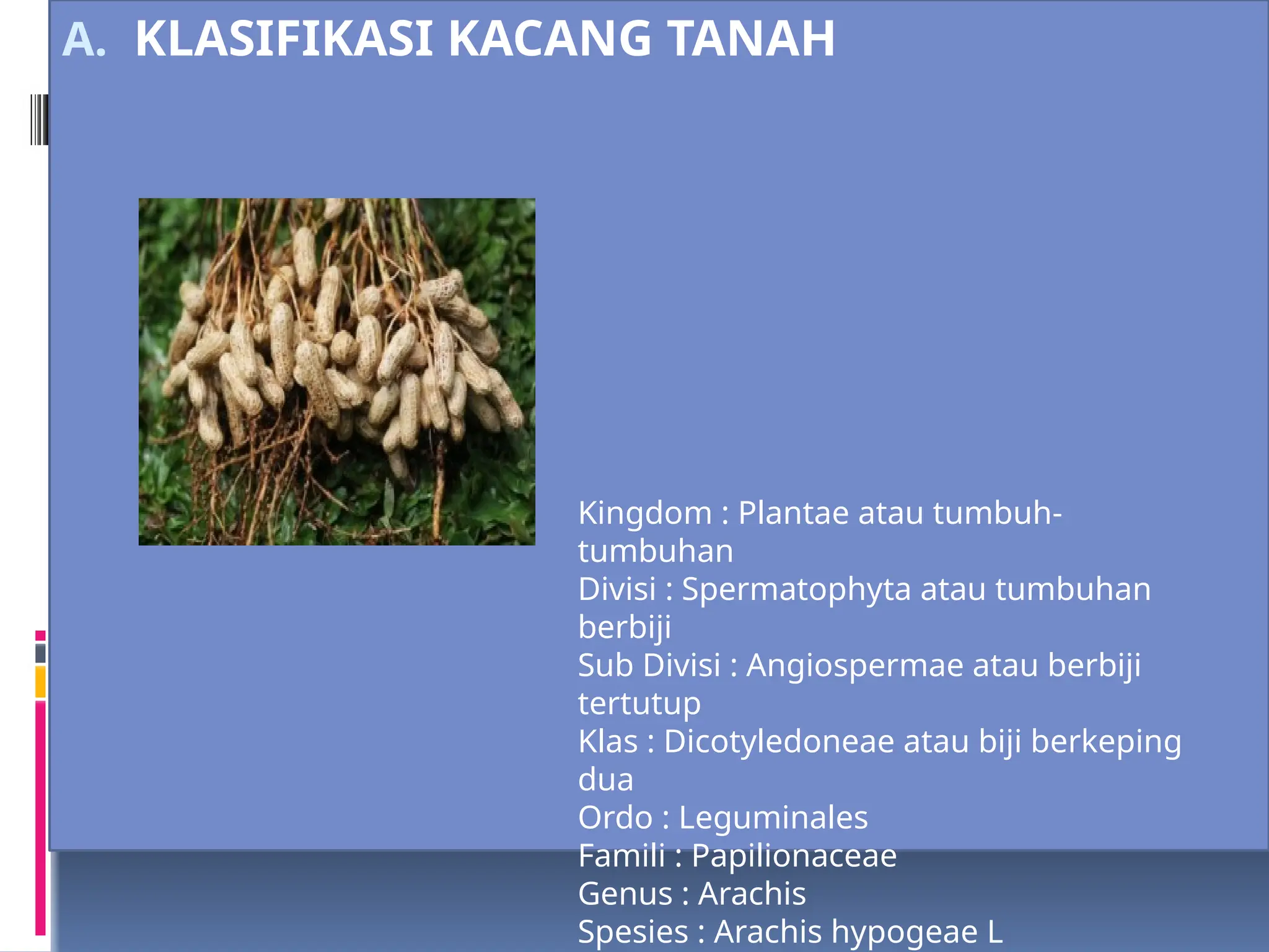 PP KACANG TANAH.agribisnis tanaman Pangan pptx | PPTX