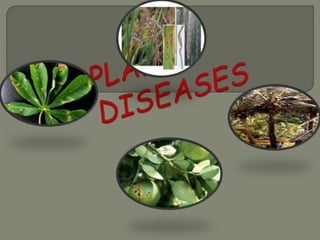 PLANT DISEASES | PPTX