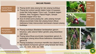 Mengenal Macam Pisang sebagai Sumber Pendapatan | PPT