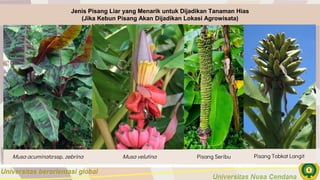Mengenal Macam Pisang sebagai Sumber Pendapatan | PPT