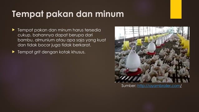 Manajemen Budidaya dan Sanitasi Ayam Petelur.ppt