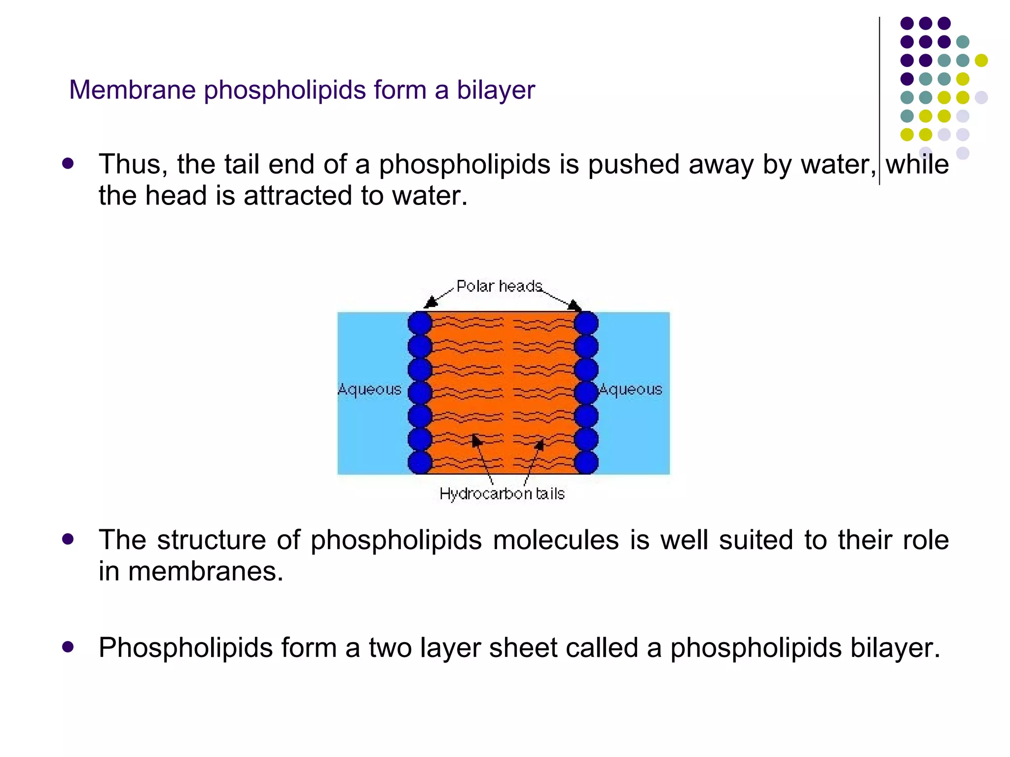 Ppmb 101 Plasma Membrane And Transportation 2 | PPT