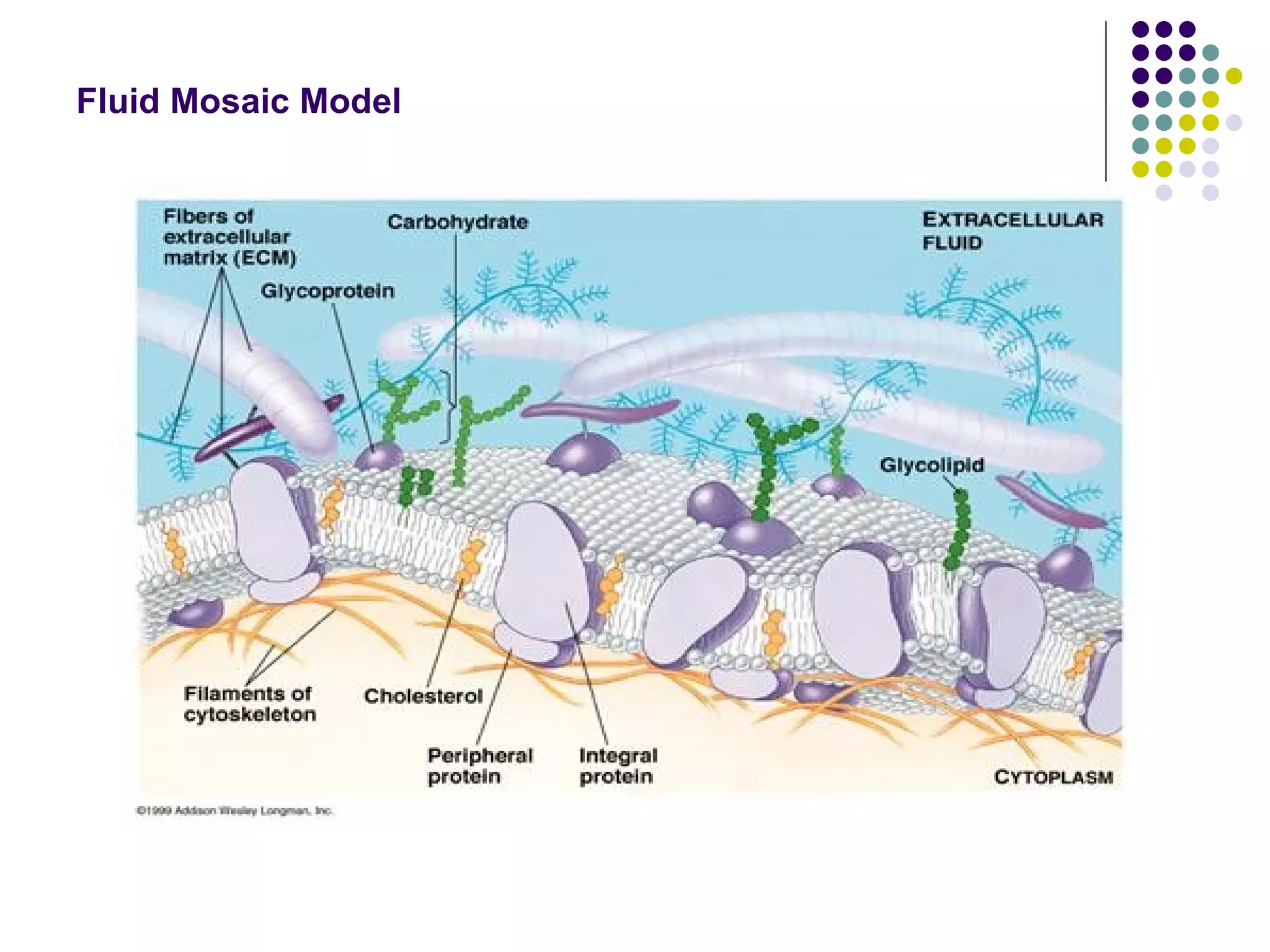 Ppmb 101 Plasma Membrane And Transportation 2 | PPT