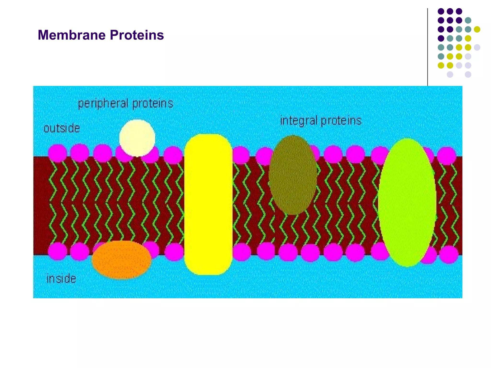 Ppmb 101 Plasma Membrane And Transportation 2 | PPT