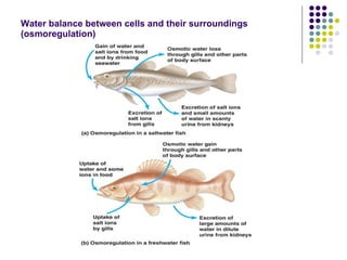 Ppmb 101 Plasma Membrane And Transportation 2 | PPT