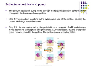 Ppmb 101 Plasma Membrane And Transportation 2 | PPT