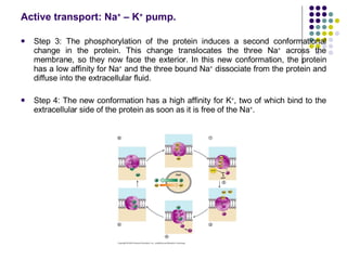 Ppmb 101 Plasma Membrane And Transportation 2 | PPT