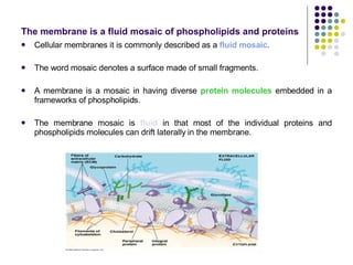 Ppmb 101 Plasma Membrane And Transportation 2 | PPT