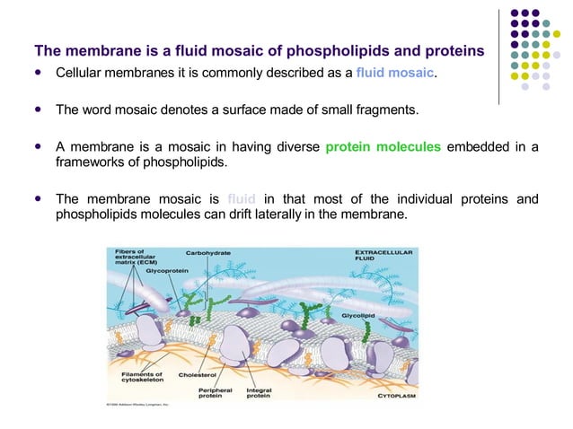 Ppmb 101 Plasma Membrane And Transportation 2 | PPT