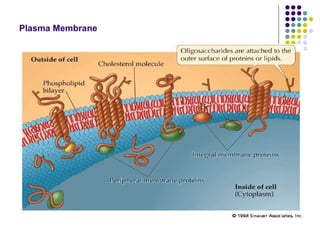 Ppmb 101 Plasma Membrane And Transportation 2 | PPT