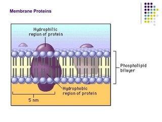 Ppmb 101 Plasma Membrane And Transportation 2 | PPT