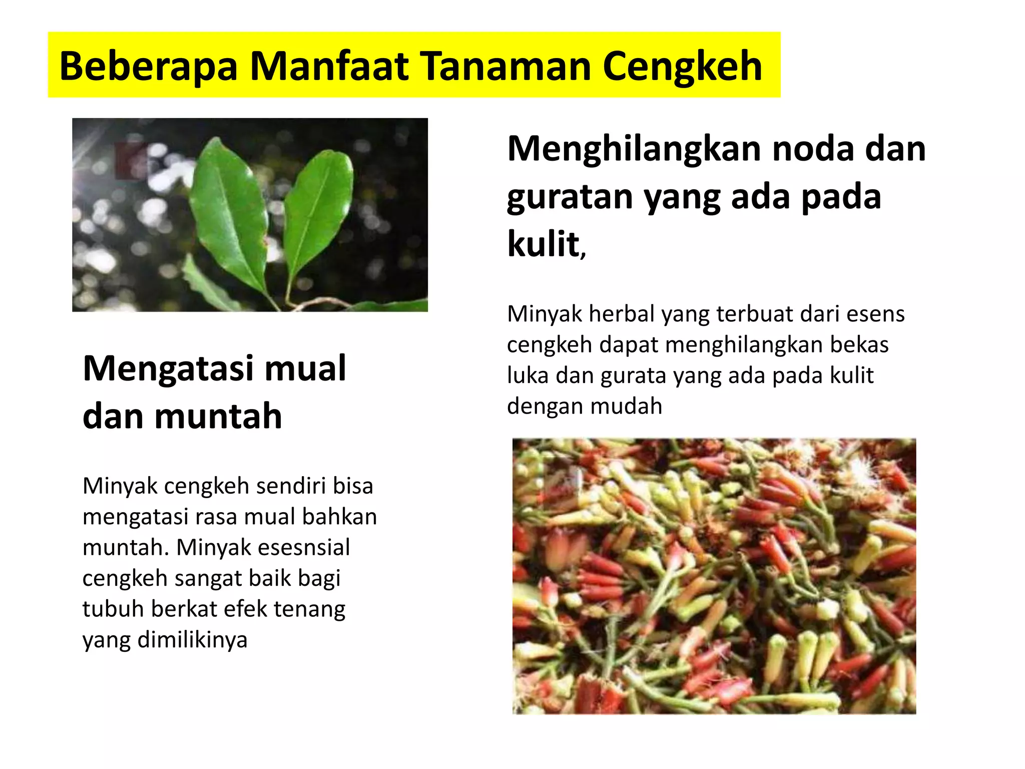 PPM, Tanaman Cengkeh, Potensi dan pemanfaatannya.pptx