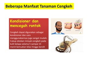 PPM, Tanaman Cengkeh, Potensi dan pemanfaatannya.pptx