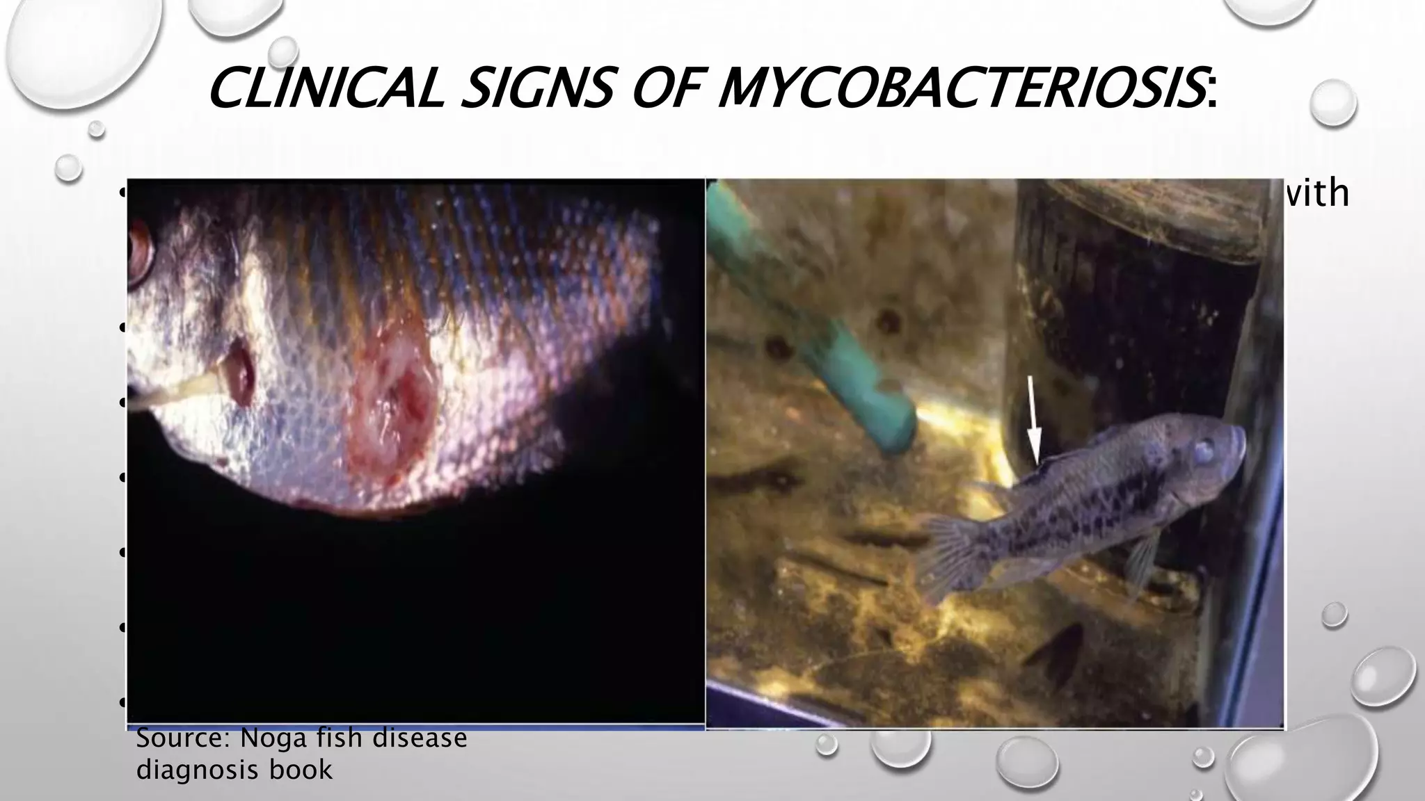 Mycobacteriosis or fish tuberculosis | PPTX
