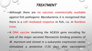 Mycobacteriosis or fish tuberculosis | PPTX