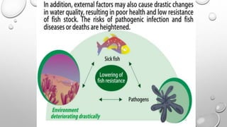 Mycobacteriosis or fish tuberculosis | PPTX