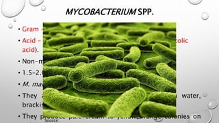 Mycobacteriosis or fish tuberculosis | PPTX