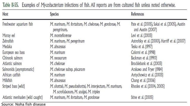 Mycobacteriosis or fish tuberculosis | PPTX | Infectious Diseases ...