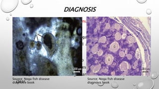 Mycobacteriosis or fish tuberculosis | PPT