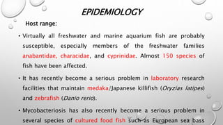 Mycobacteriosis or fish tuberculosis | PPT
