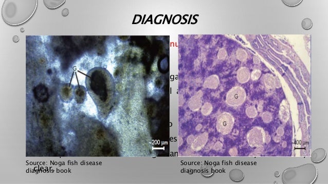 Mycobacteriosis or fish tuberculosis