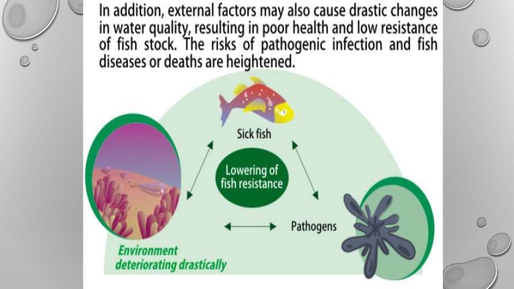 Mycobacteriosis or fish tuberculosis