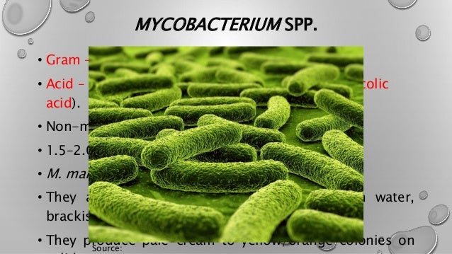 Mycobacteriosis or fish tuberculosis