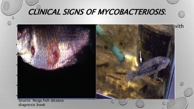 Mycobacteriosis or fish tuberculosis