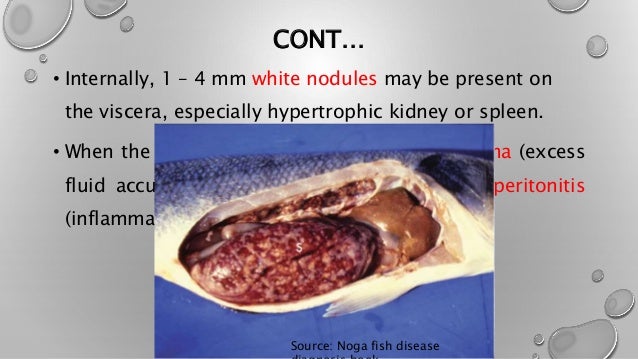 Mycobacteriosis or fish tuberculosis