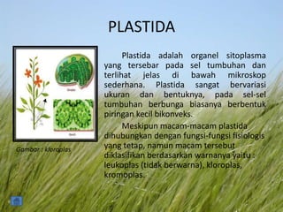 TUGAS BIOLOGI SEL EUKARIOTIK | PPT
