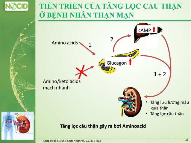 Product presentation about benefits of Nocid | PPT