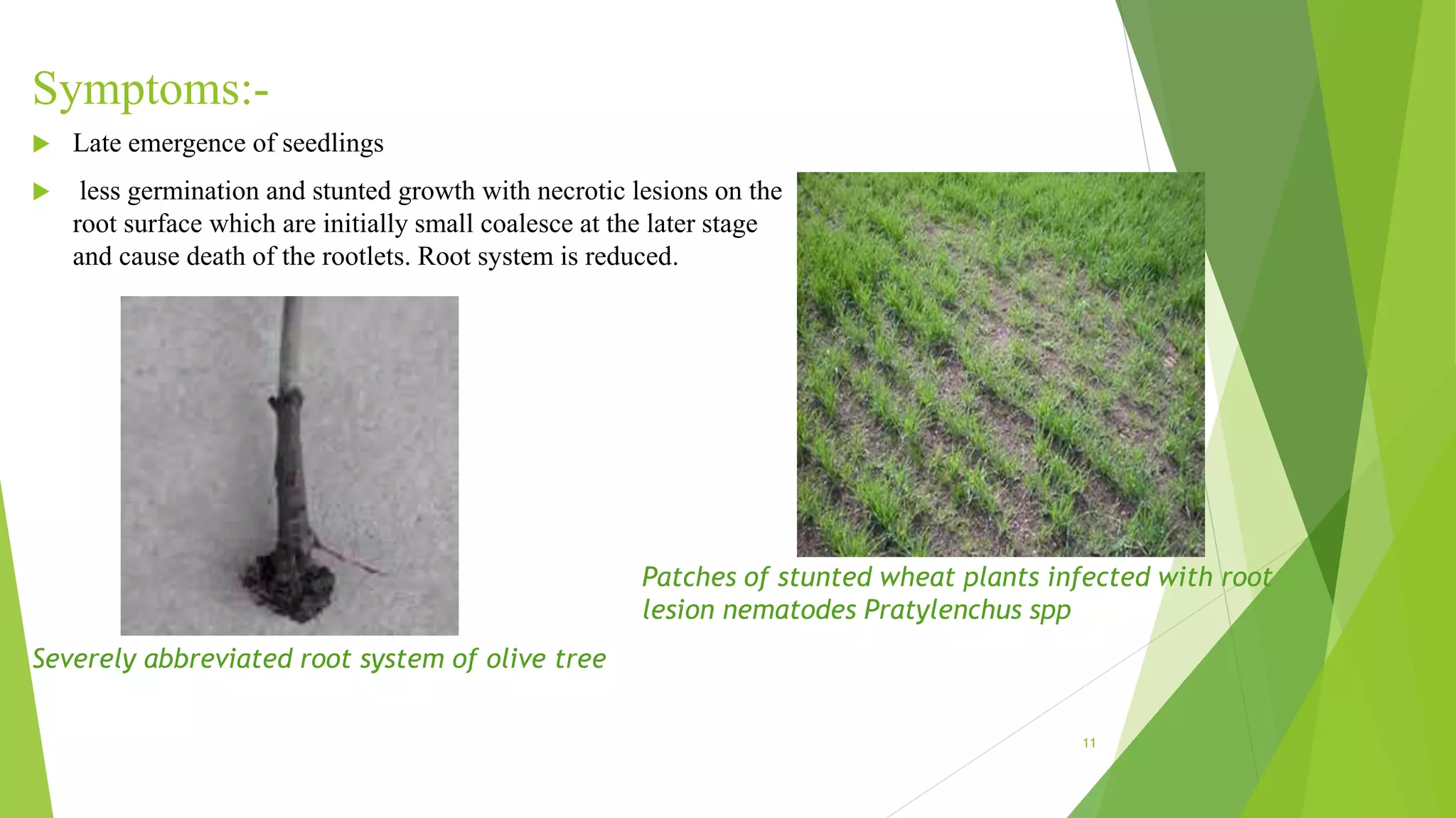 Plant parasitic nematodes economically important Genera. | PPTX